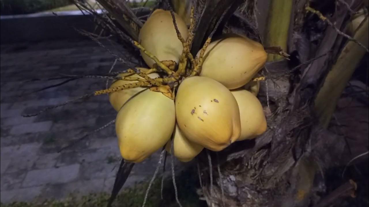 Buah Kelapa Gading - YouTube