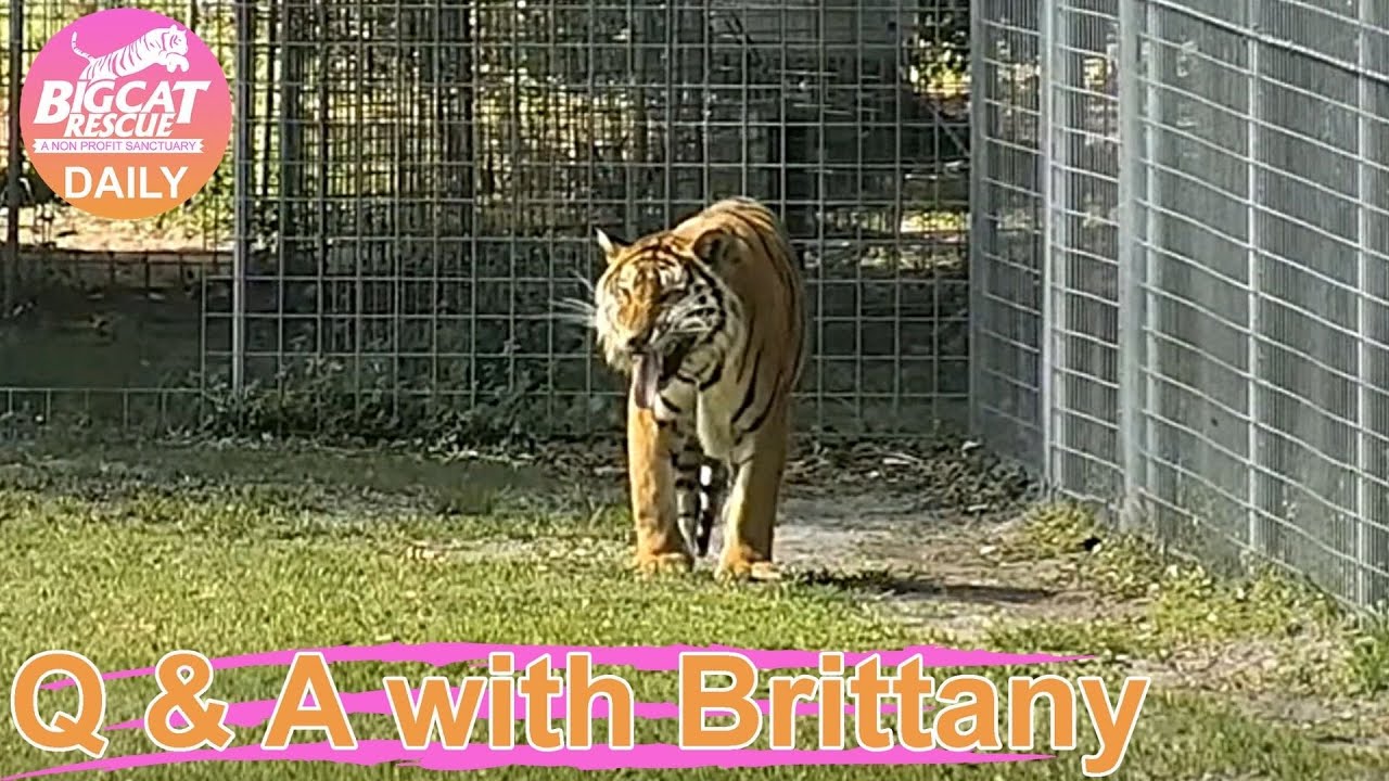 Something stinky! Simba tiger on vacation at Big Cat Rescue. - YouTube