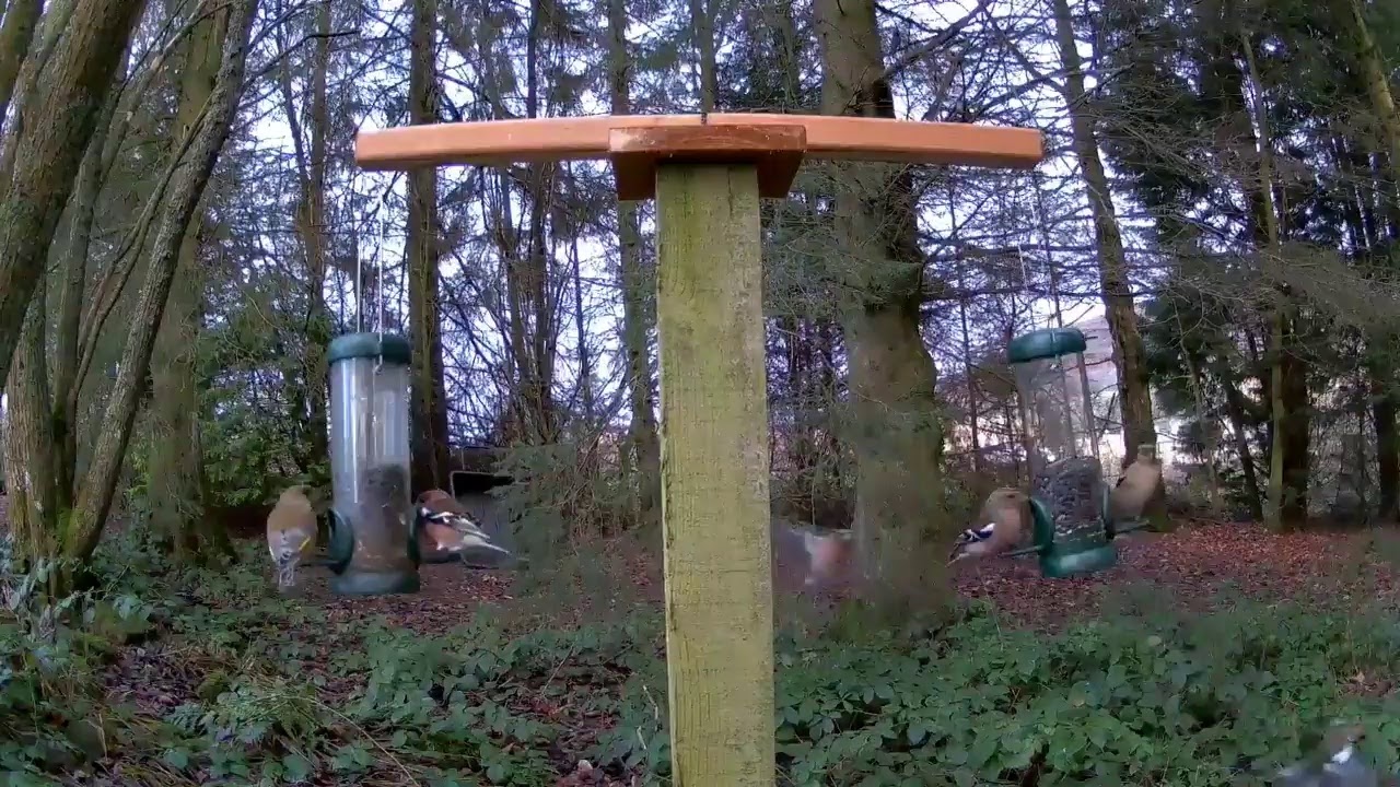 More Live Nature, Live Stream - YouTube