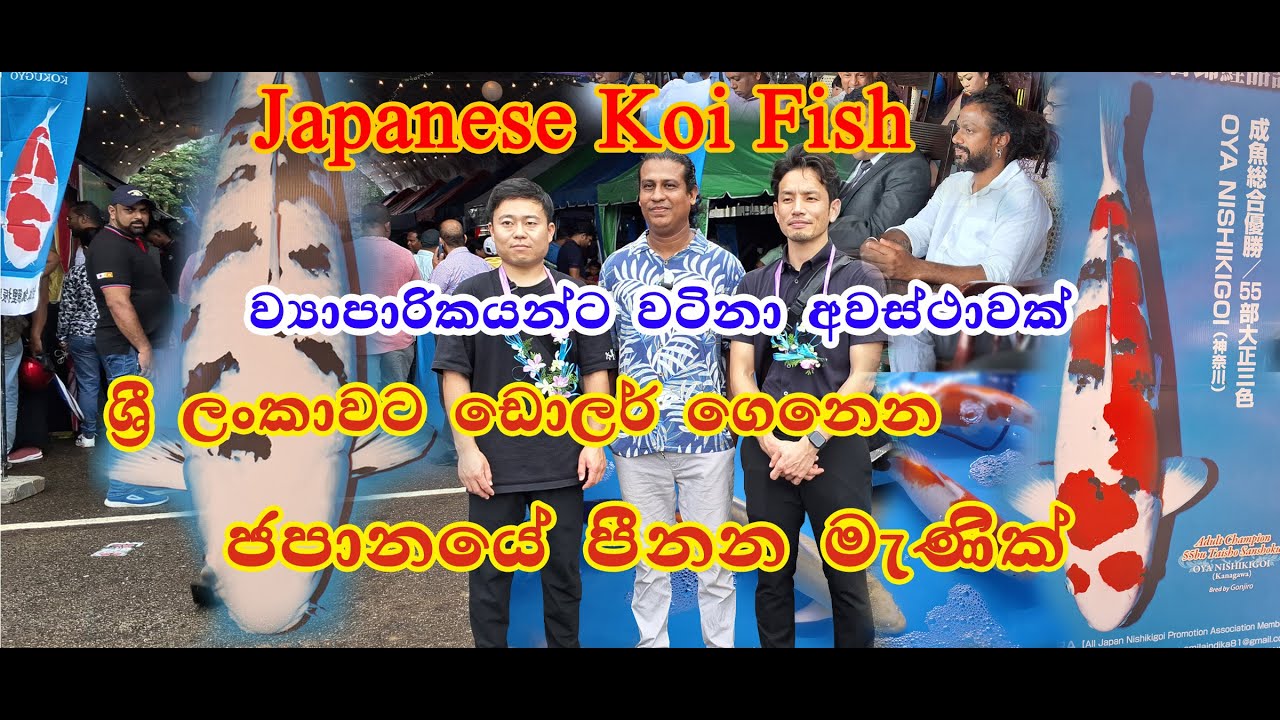 Japanese Koi Fish in Sri Lanka - YouTube