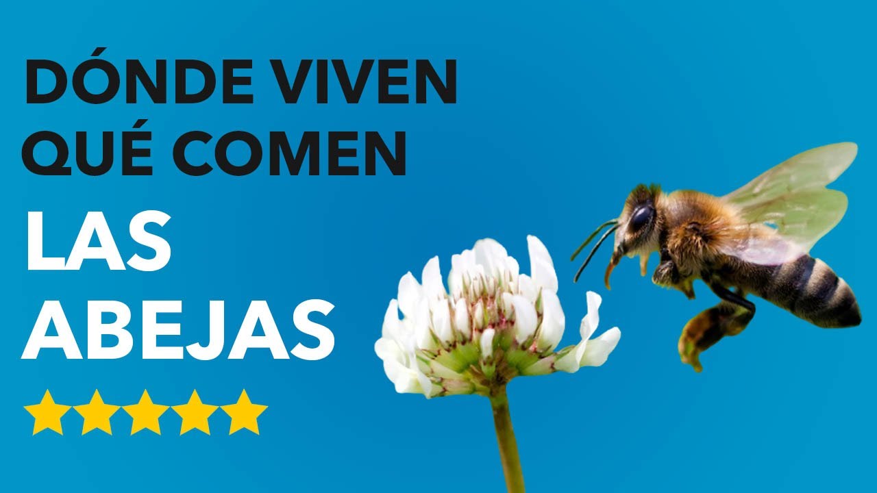 Dónde VIVEN las ABEJAS y QUÉ COMEN 🐝😮¡ASOMBROSO! - YouTube