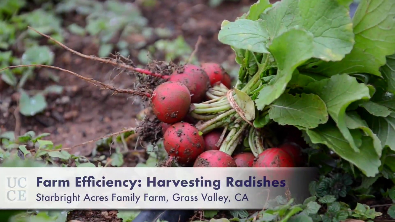 Farm Efficiency: Harvesting Radishes - YouTube