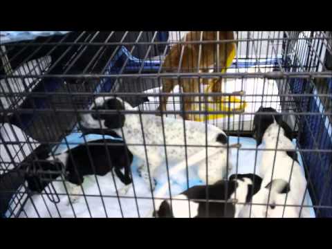 Animal Dog Rescue Transport video - YouTube
