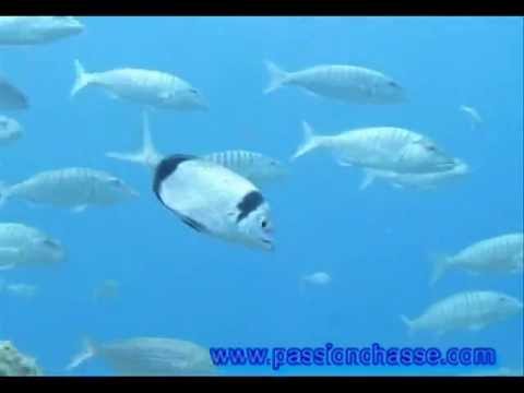 Mode de vie de poisson marbre - YouTube