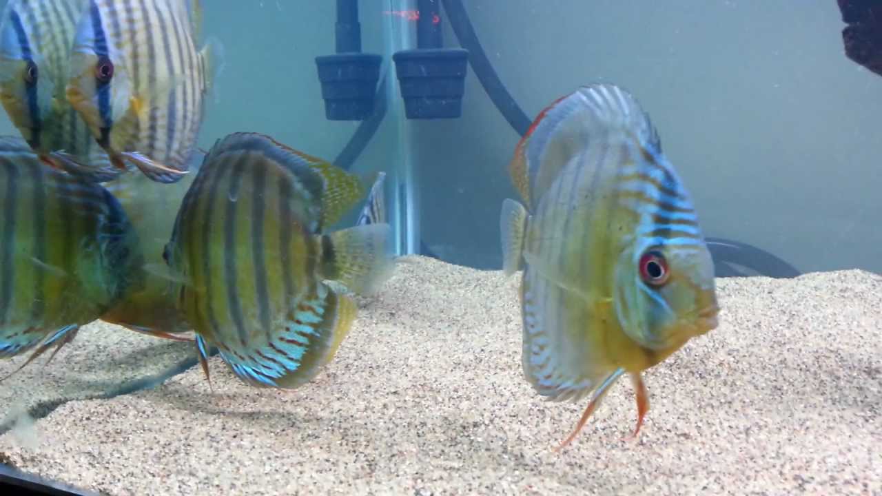 120 gallon wild discus hardscape - YouTube