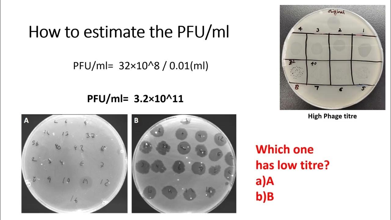 Calculate the PFU/ml and dilution of the phage - YouTube