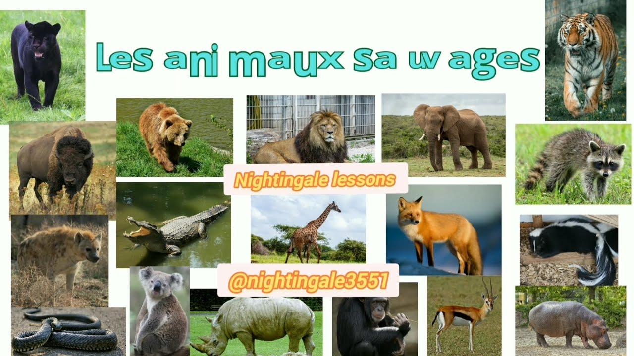 Les animaux sauvages : noms et pronunciation/Wild animals in French ...