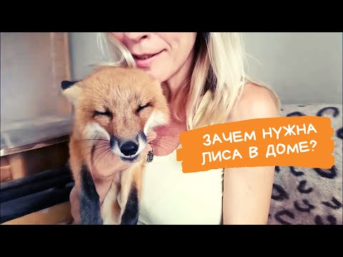 Лисотерапия или зачем нужна лиса в доме