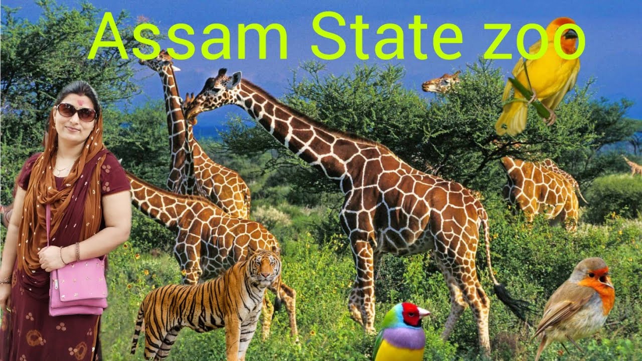 Assam State zoo Guwahati Assam zoo rachana vlog - YouTube
