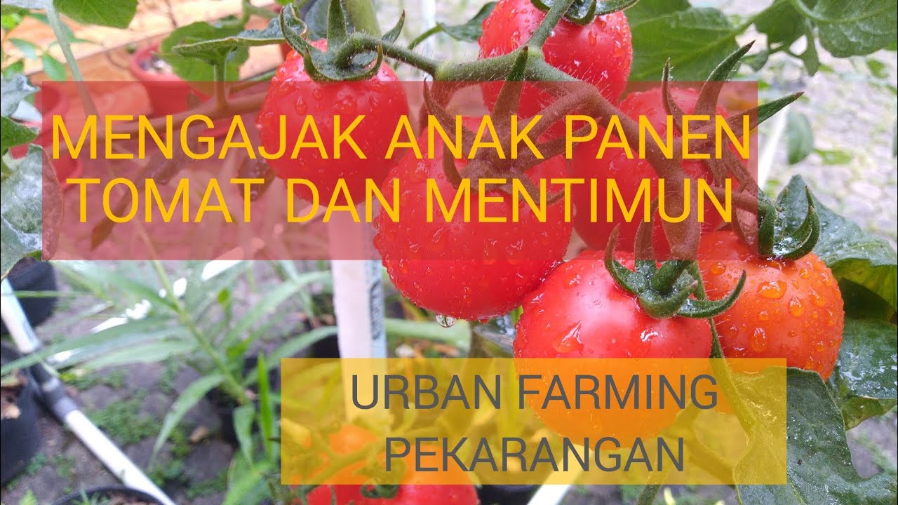 Panen Tomat dan Timun Tabulampot - YouTube