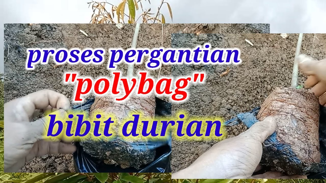 proses ganti polybag bibit tanaman durian - YouTube