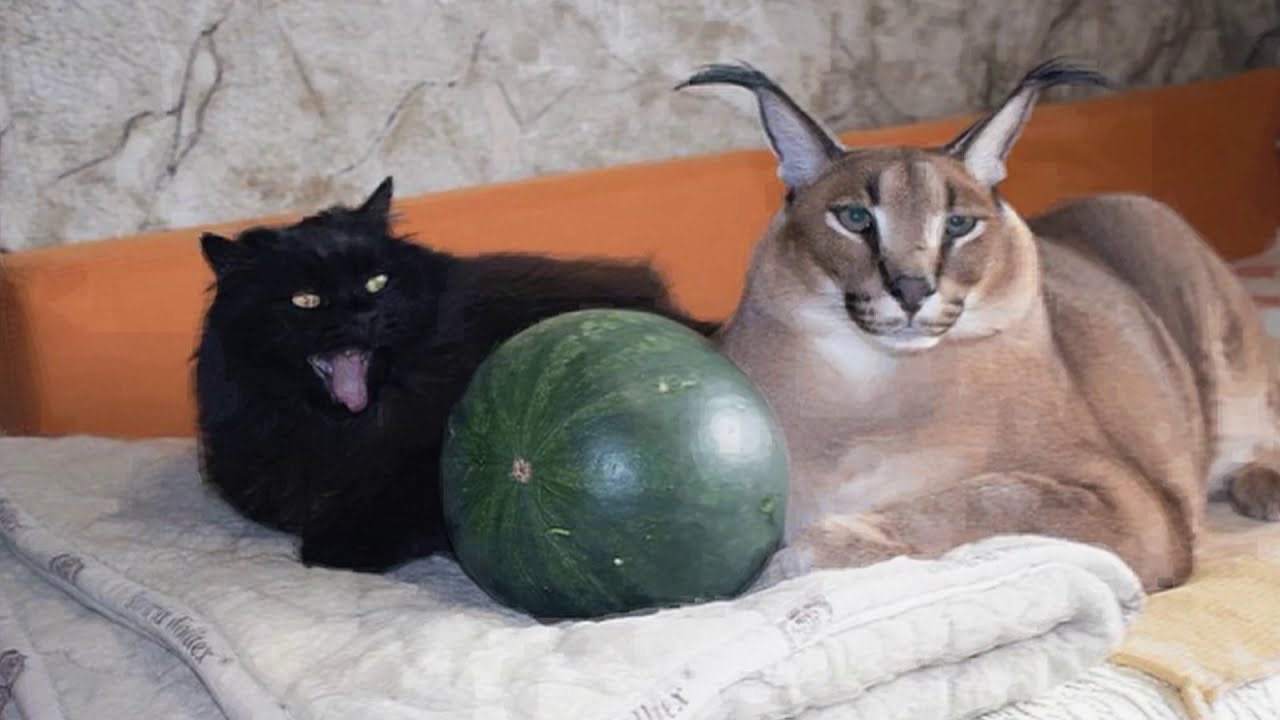 Creation of the Floppa - YouTube