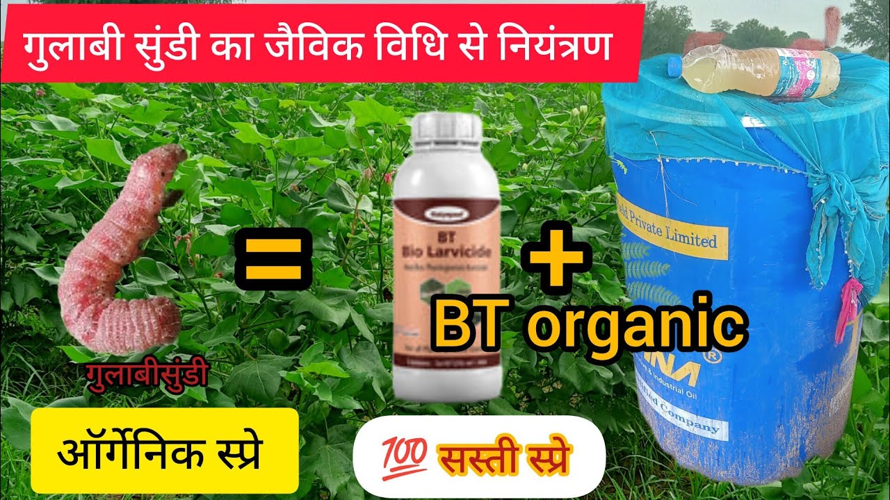 गुलाबी सुंडी का ऑर्गेनिक इलाज | best pesticide for pink Bollworm ...