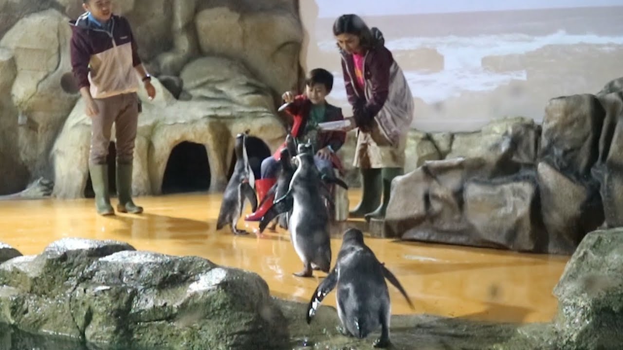 Ternyata Penguin Paling Suka Makan Hewan ini - YouTube