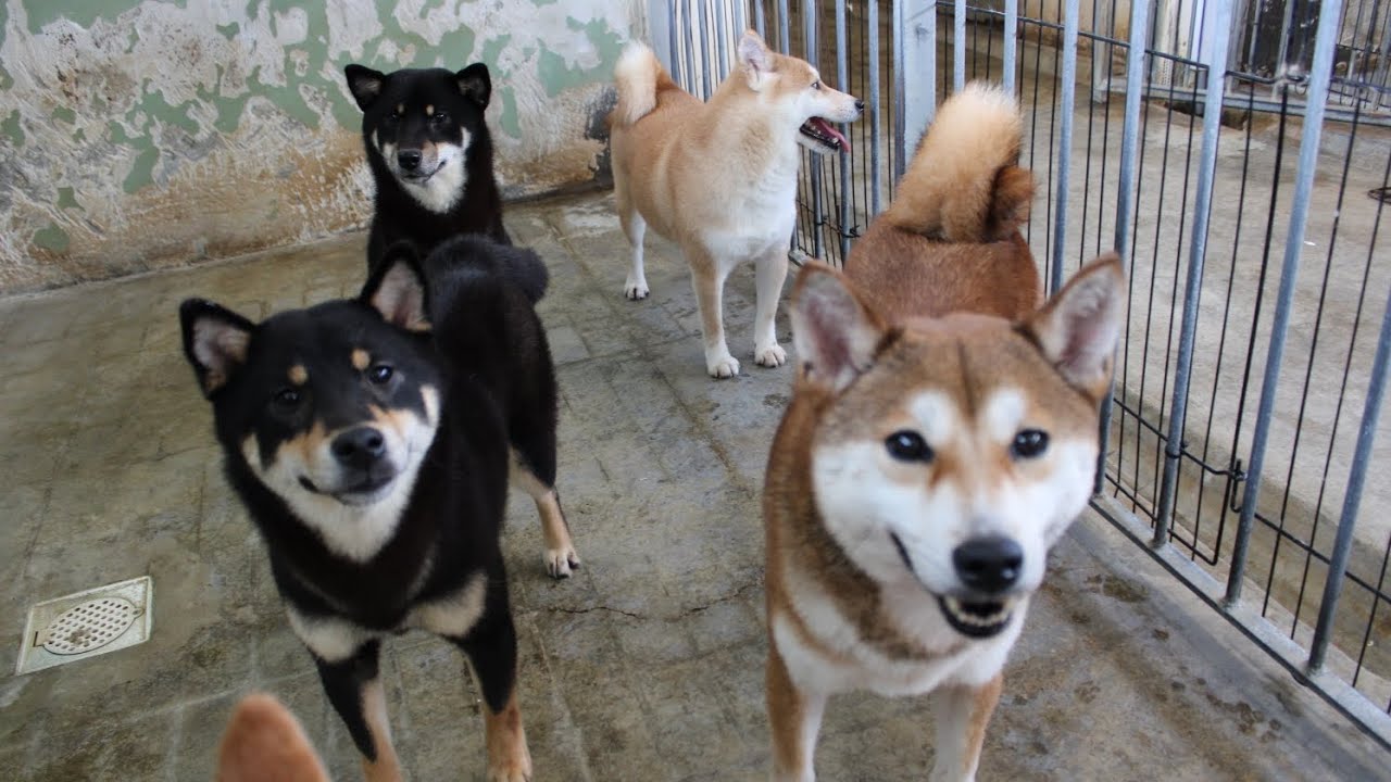 top Quality Shiba dogs - YouTube