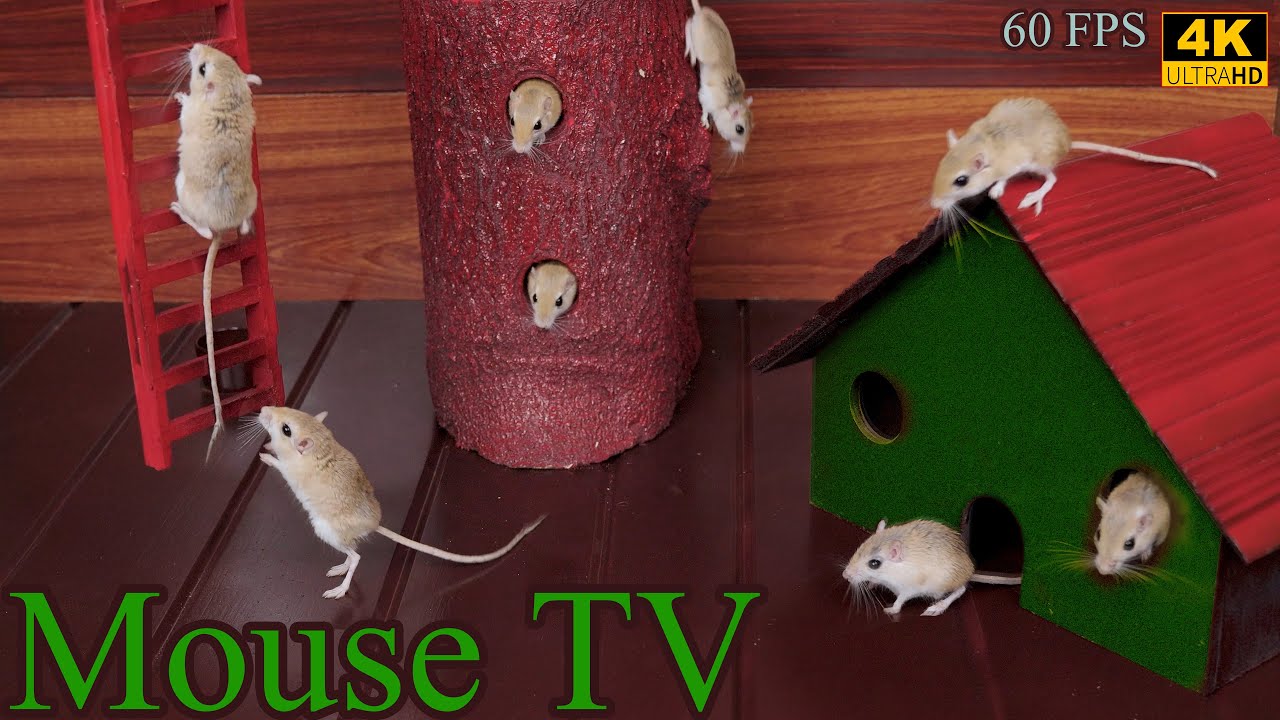 Cat TV Games | Cats LOVE Watching Mice Play Hide and Seek | Mouse ...