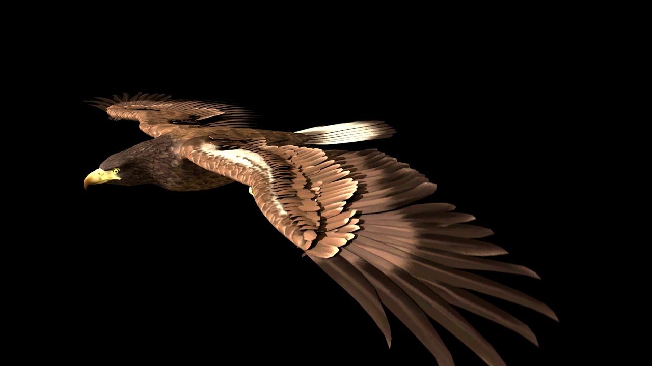 Eagle Flying Animation - YouTube