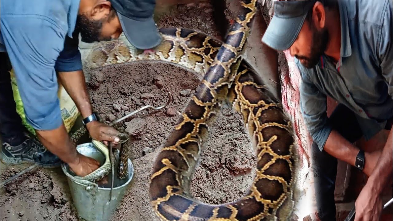 😱🐍इस साँप का रेस्क्यू करने में छूटे पसीने,🐍 ali snake catcher - YouTube
