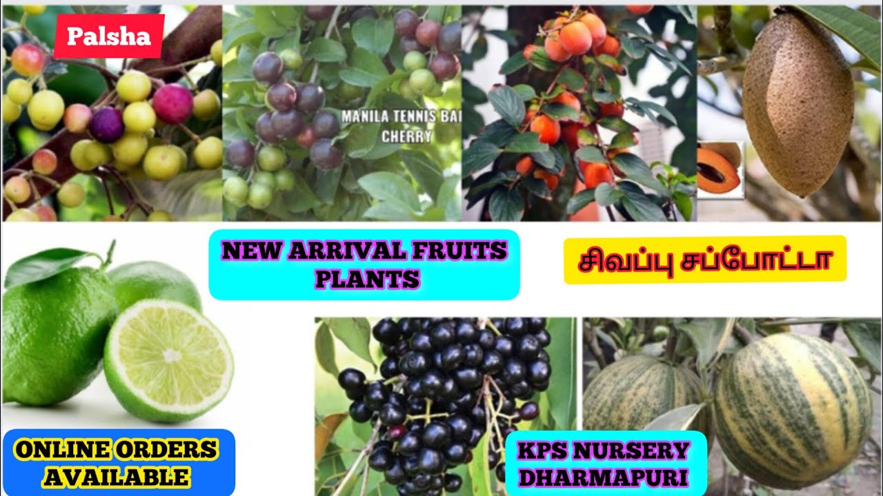 RARE FRUIT PLANT COLLECTIONS | RED SAPOTE | BLACK MANGO | PALSHA FRUIT ...