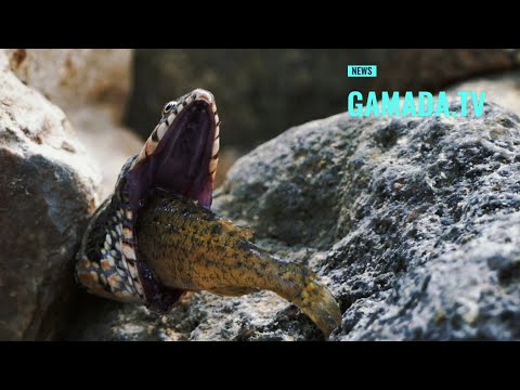 NEWS| Scientist Saves Snake Choking on Invasive Fish/Indian Crocodiles ...