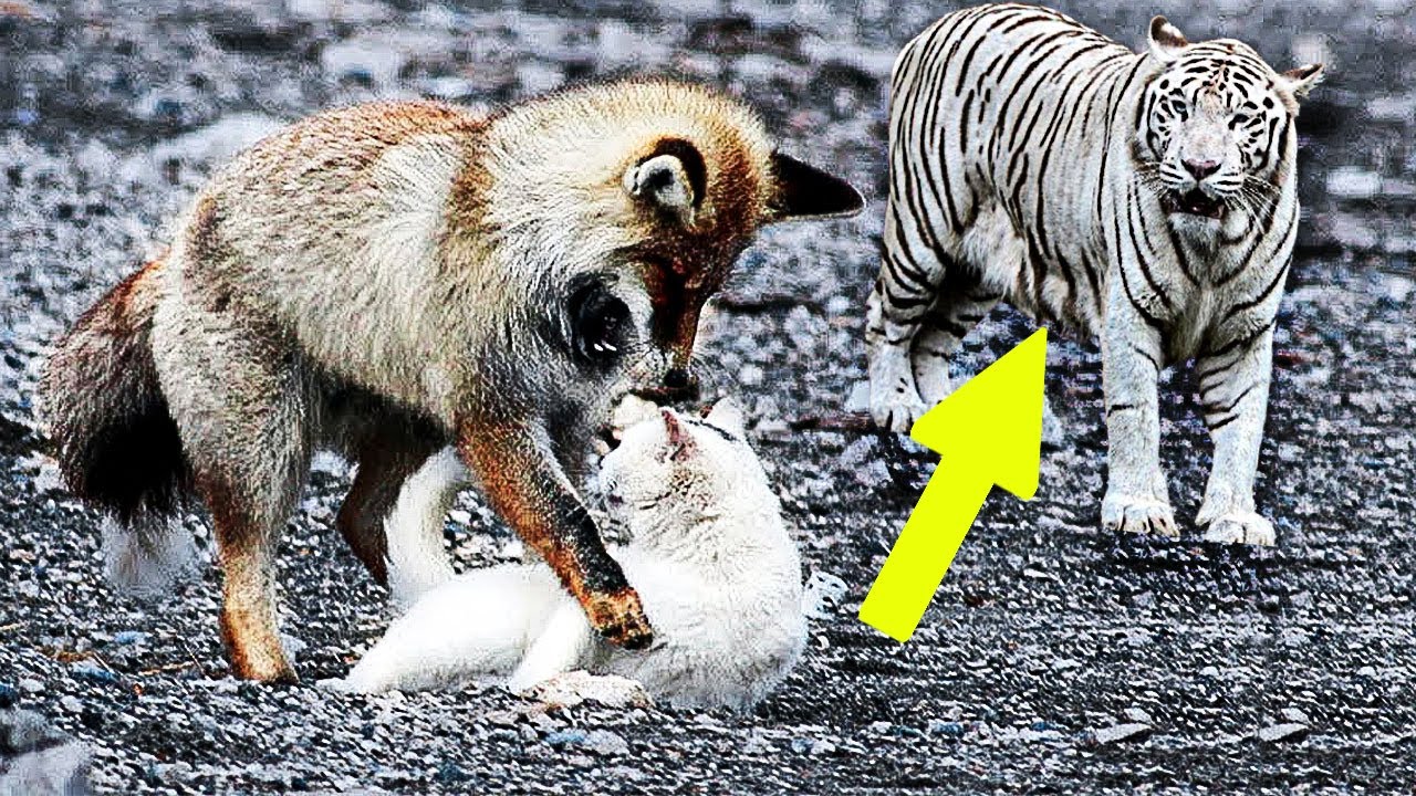 This Fox Was Just About To Eat A Stray Cat, But Then The Most Startling ...