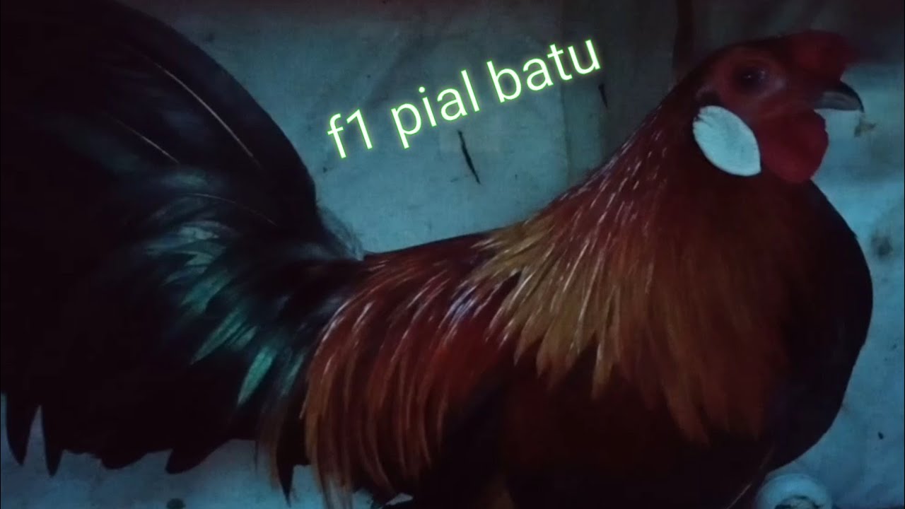 Pikat AYAM HUTAN sumpel/pial batu - YouTube