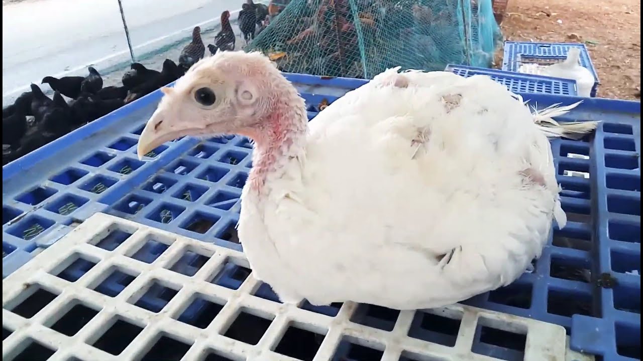 Turkey semi adults available for sales - YouTube