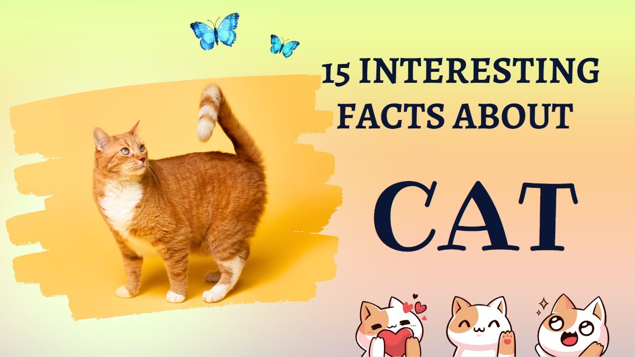 FACTS| ABOUT CST 15 Interesting Facts About CAT - YouTube