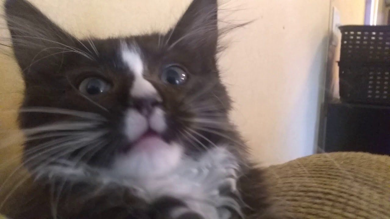 Crazy kitty - YouTube