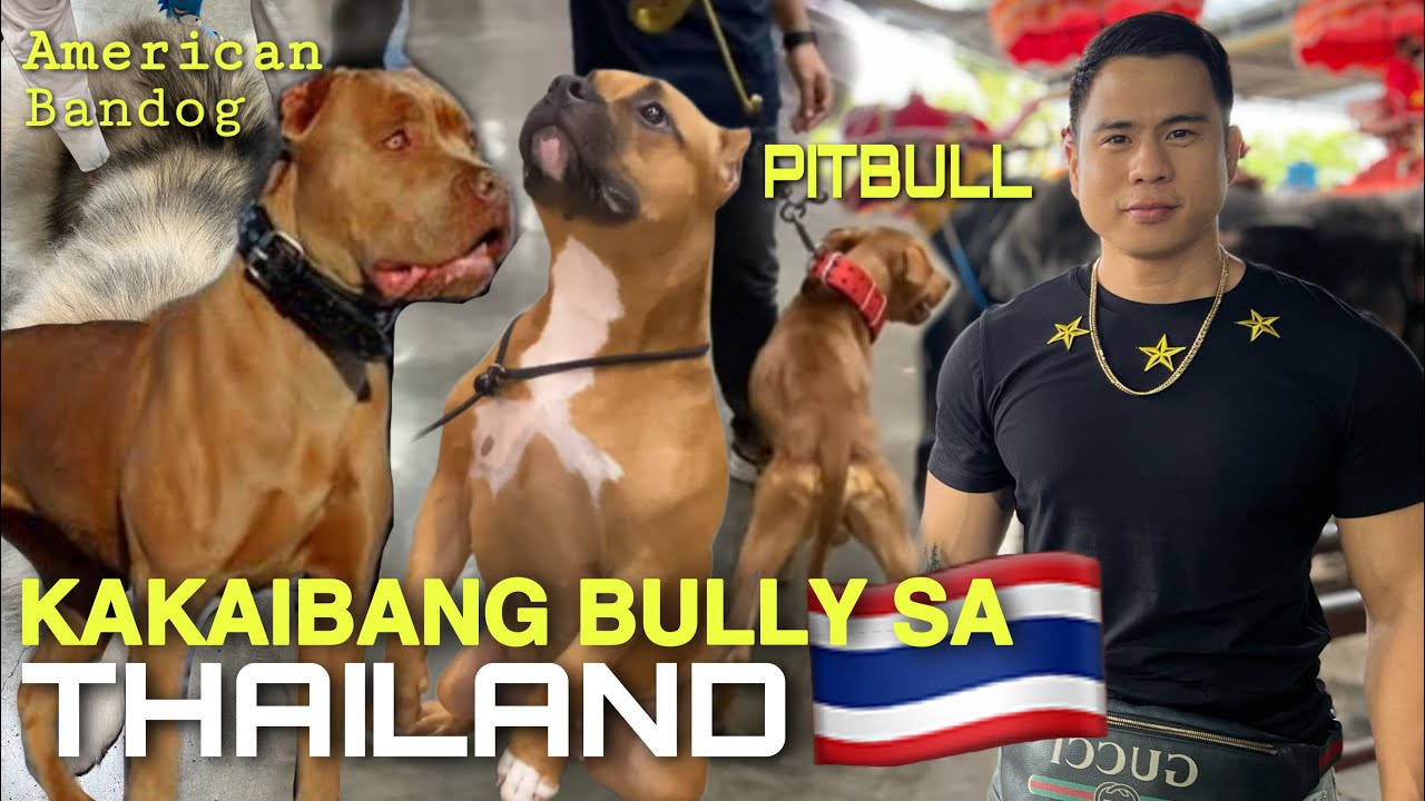 AKALA KO XL! ANO ANG AMERICAN BANDOG?! ABKC THAILAND STRONG! DOG EXPO ...
