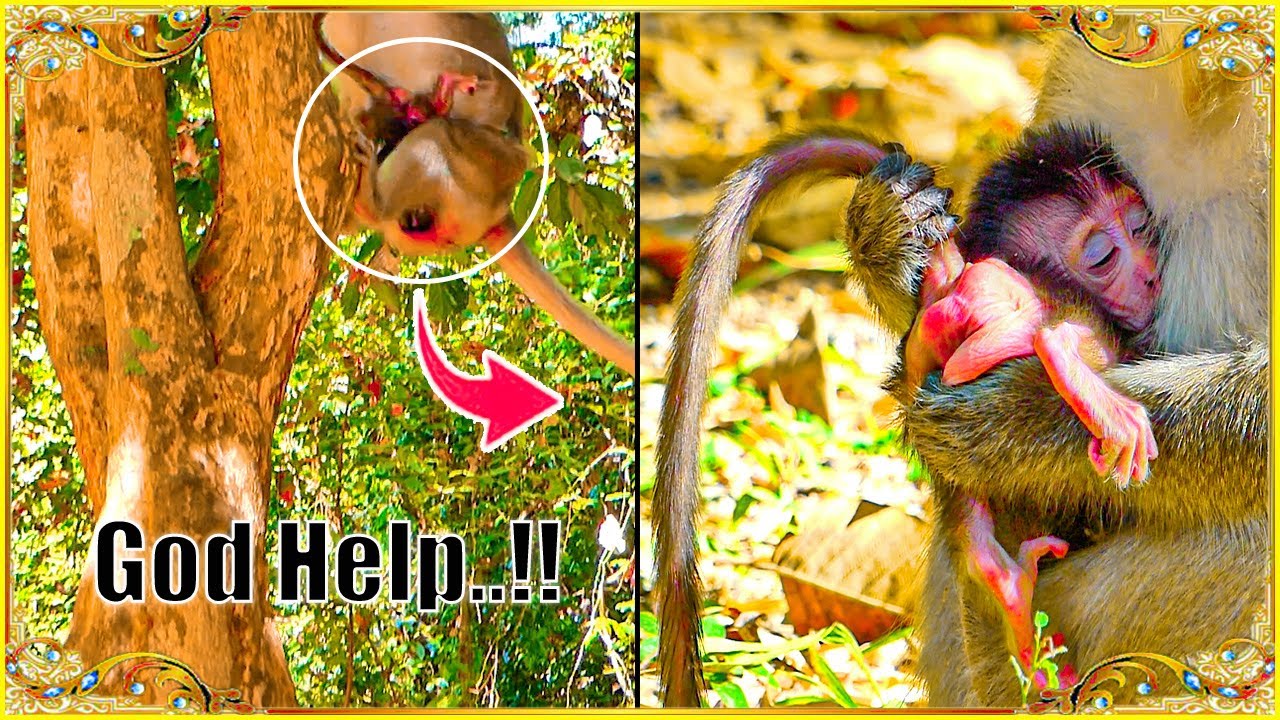 GodHelp!! Monkey Anna Is Careless With Her New Baby Monkey. Baby Trying Hug In The Opposite ...