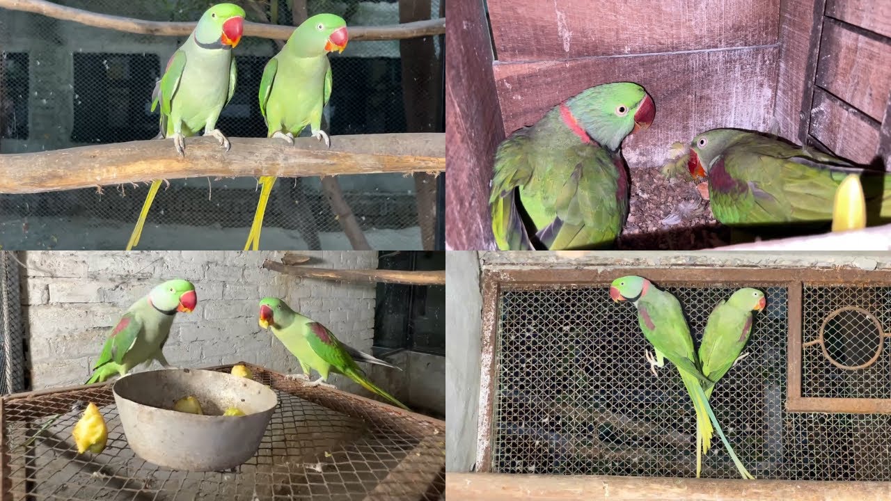 Raw Parrots Breeding Setup Visit | Raw Parrots Business Idea | M Birds ...
