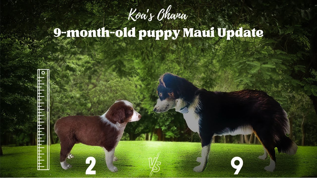 9-Month-Old Mini Aussie Puppy Update - Koa's Ohana - YouTube