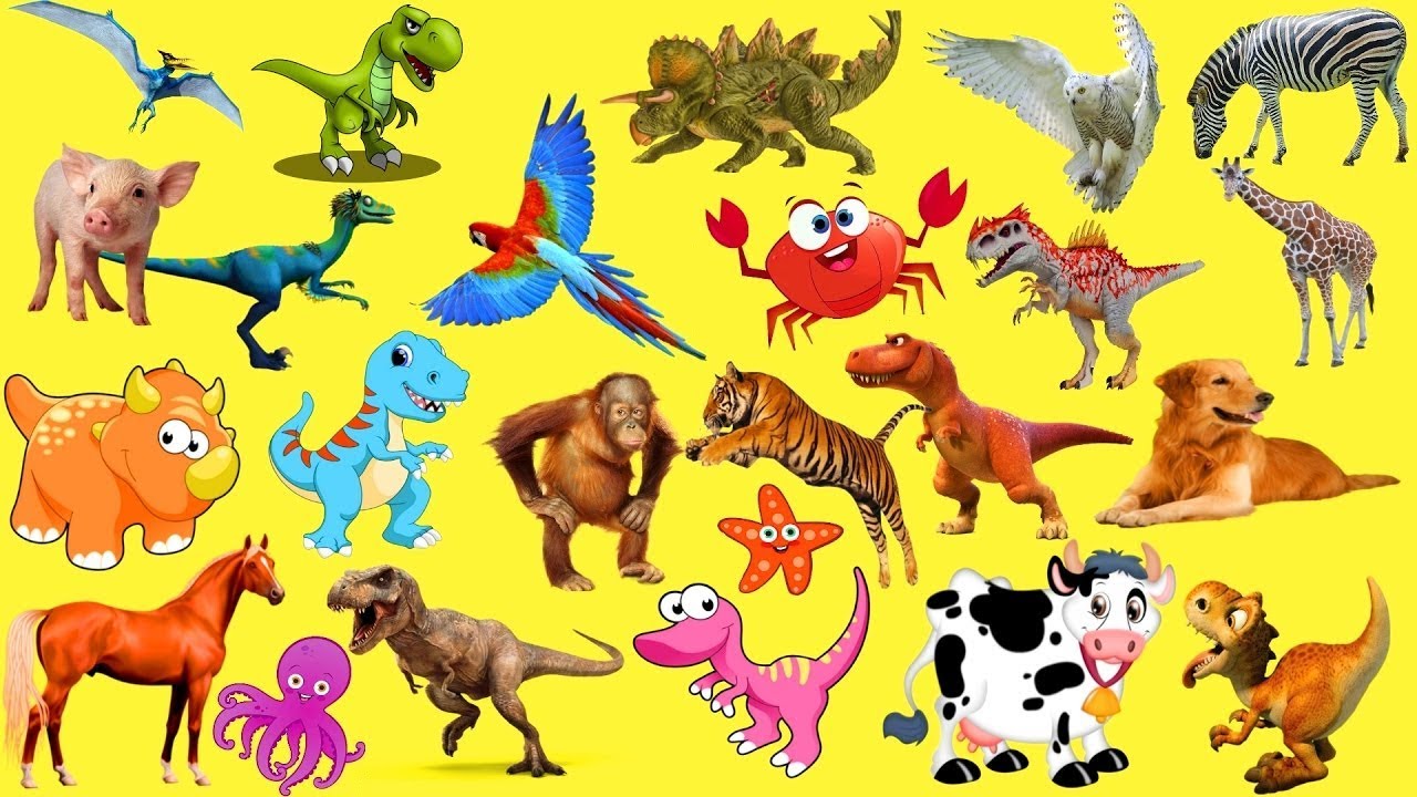 FUNNY NAMES FOR GROUPS OF ANIMALS DO YOU KNOW Army Of Frogs Tawny funny-names-for-groups-of-animals-do-you-know-army-of-frogs-tawny