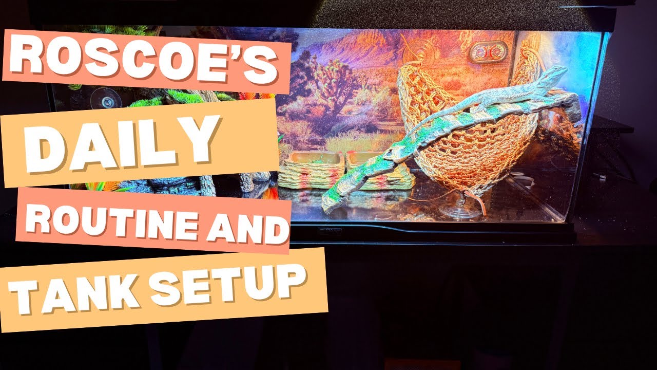 How I setup my Beardie’s Tank - YouTube