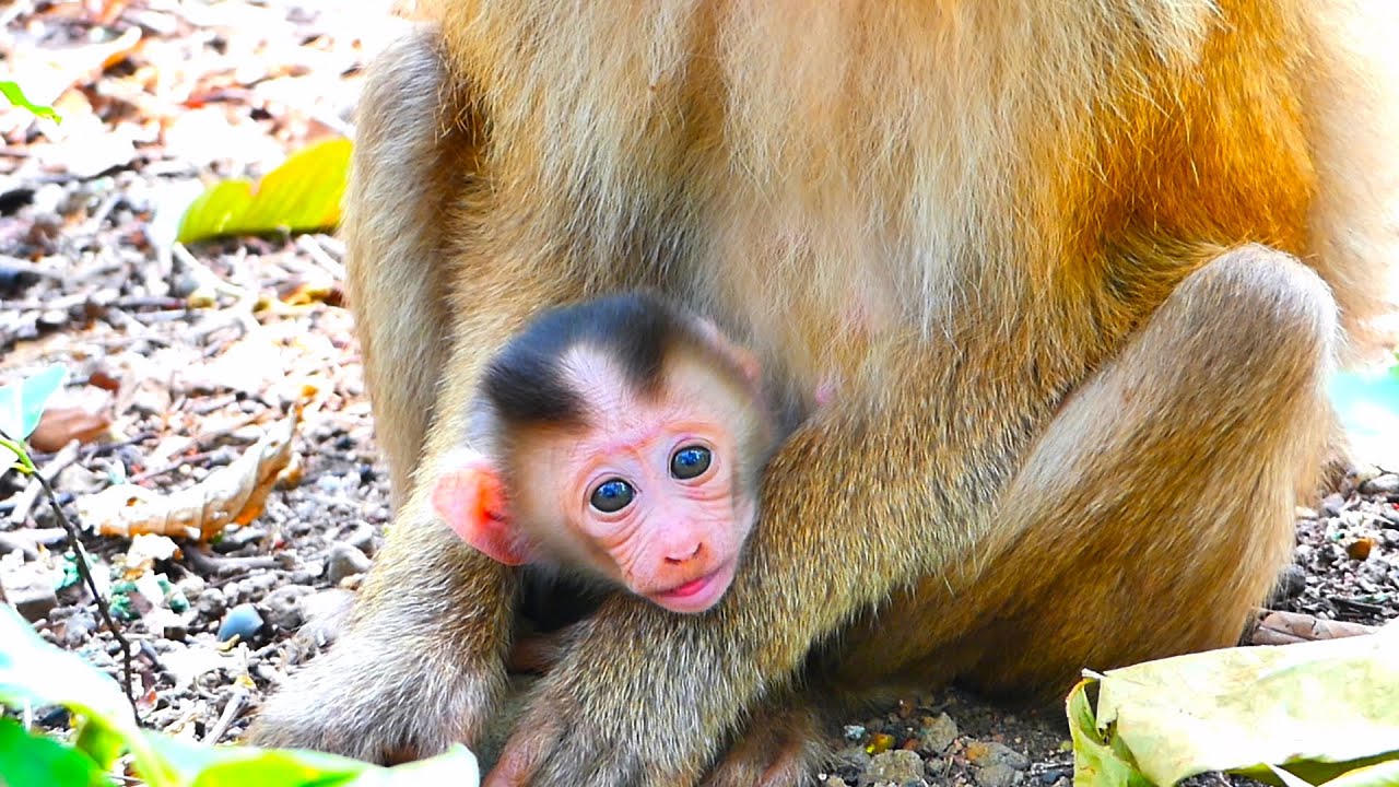 Just born two days newborn baby monkey looks so chubby & healthy - YouTube