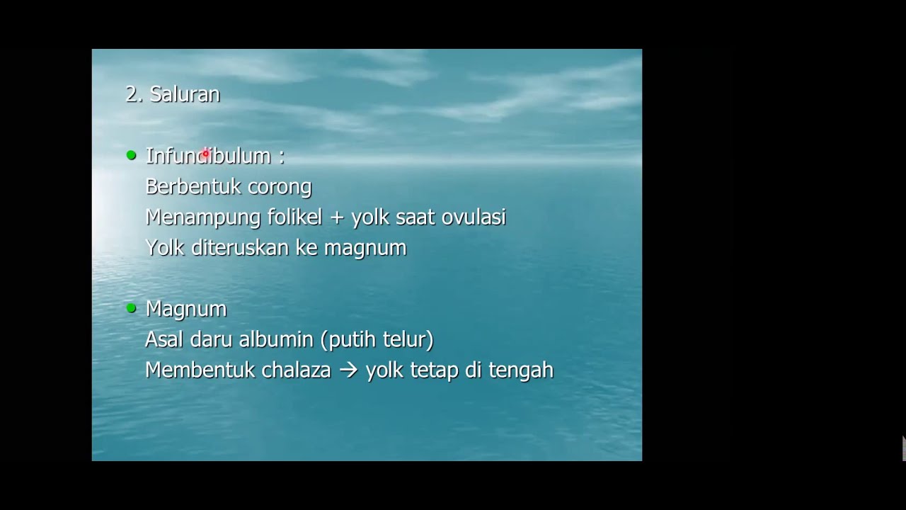 Embriogenesis Ayam - YouTube