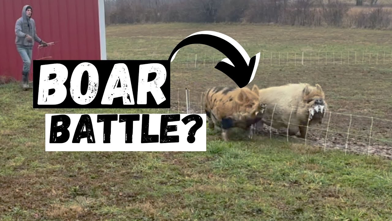 Why Did We Put 2 Boars In the Same Pen? - YouTube