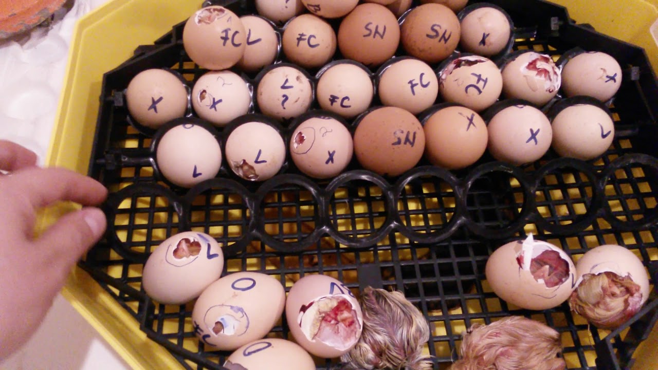 Pui de gaina in incubator Cleo 5 - YouTube