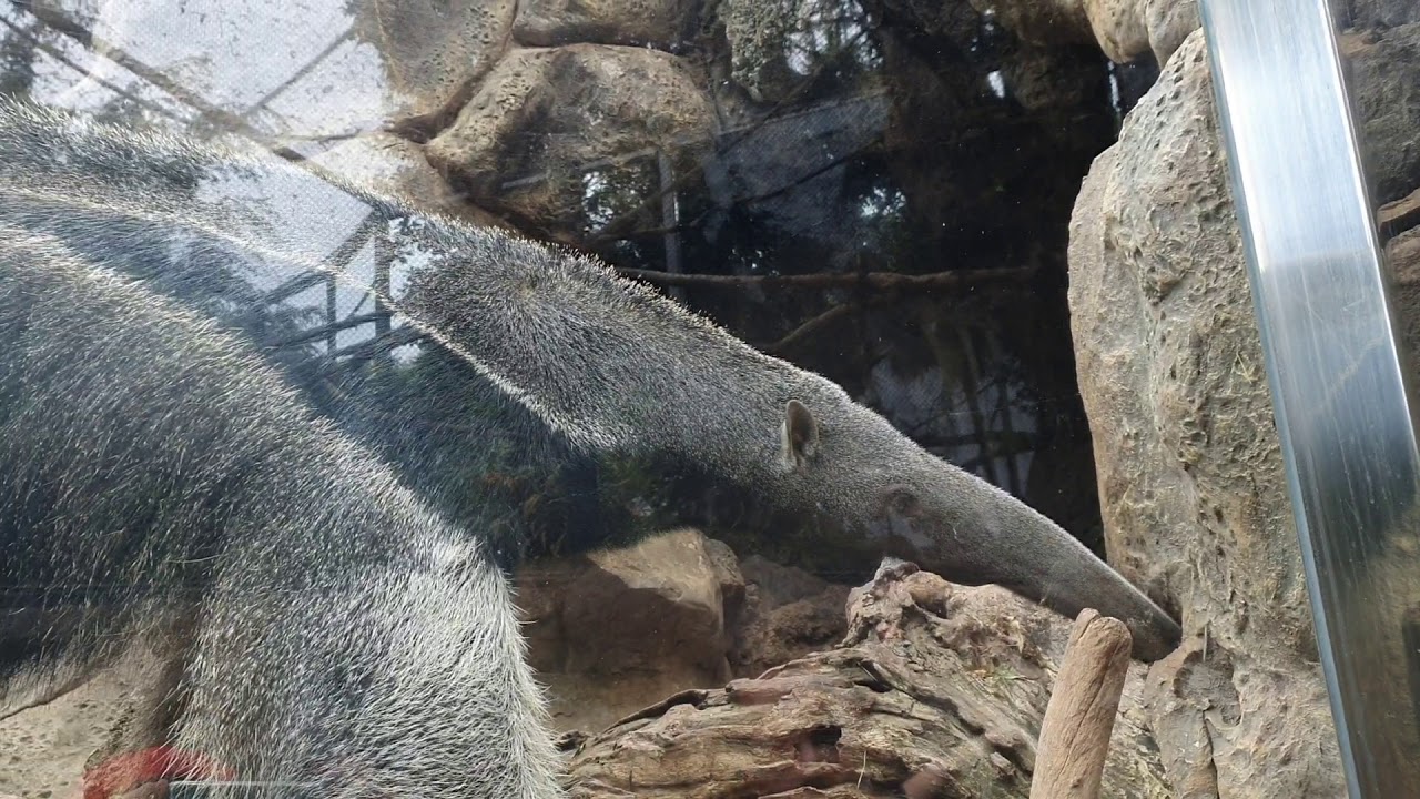 At the zoo in Tenerife Spain looking at the animals - YouTube
