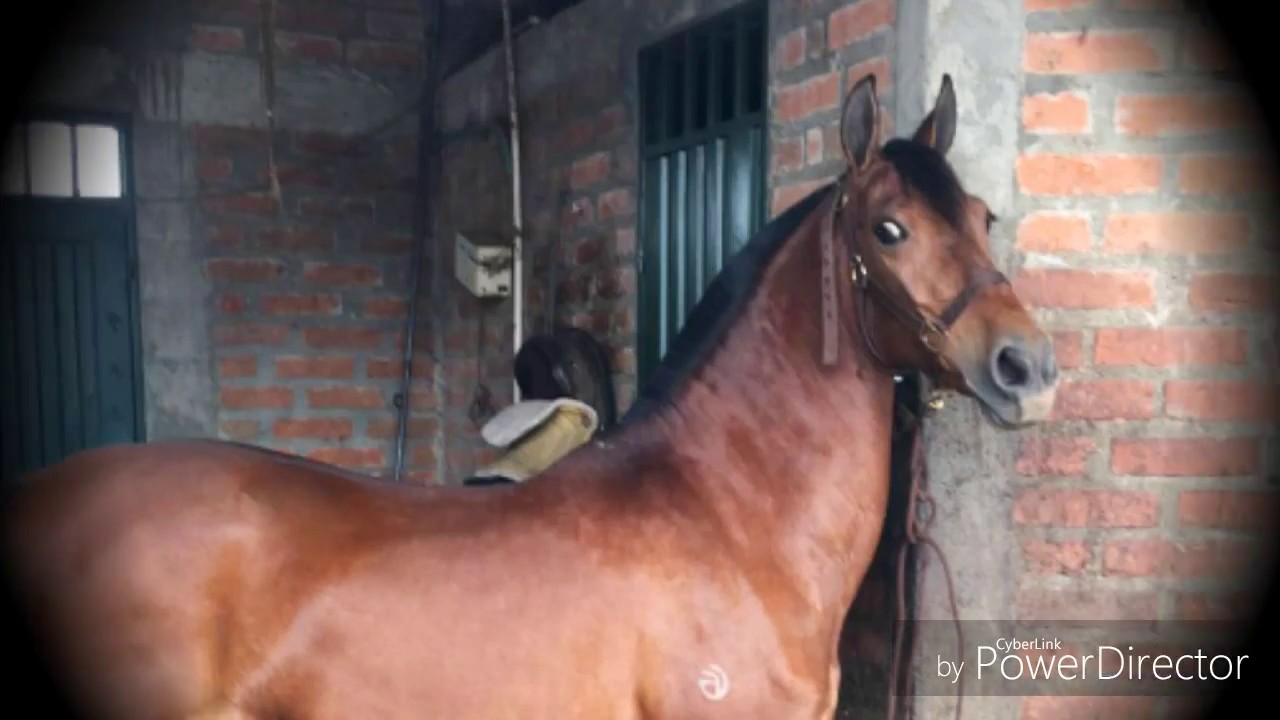 yegua trote y galope 2017 - YouTube