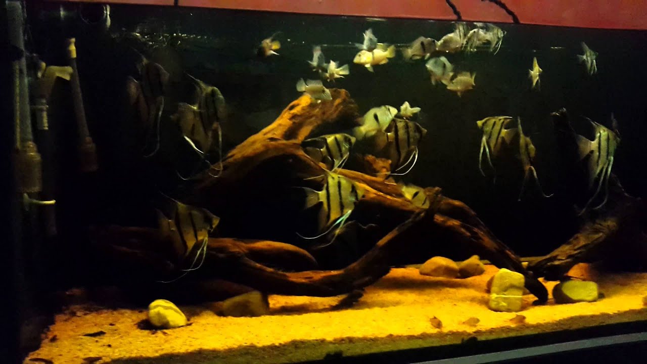 My 600 liter aquarium - YouTube