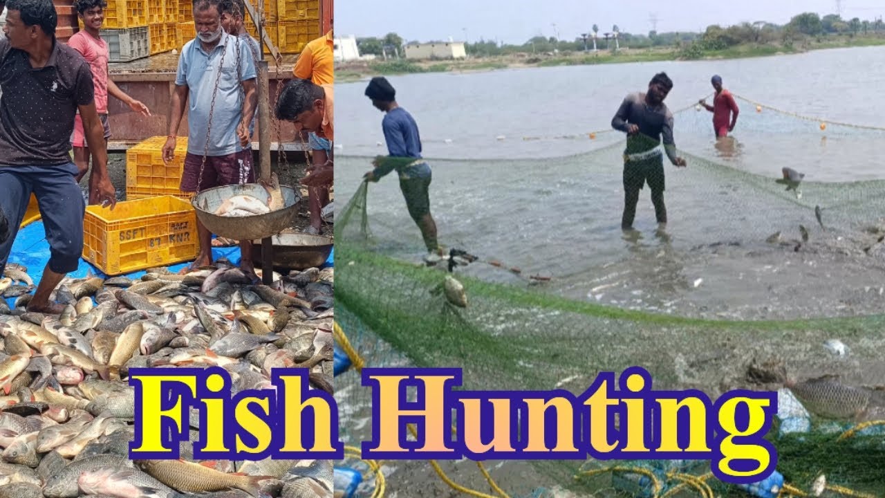 Fish Hunting🐠🐋🐟 // Net Fishing // Village Fish Hunting // Duo Boys ...