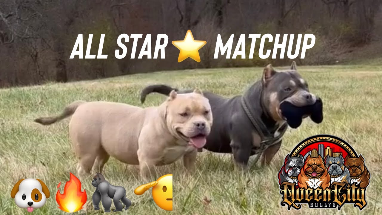 TOP QUALITY MICRO AMERICAN BULLY BREEDING WITH MOA KENNELS - YouTube