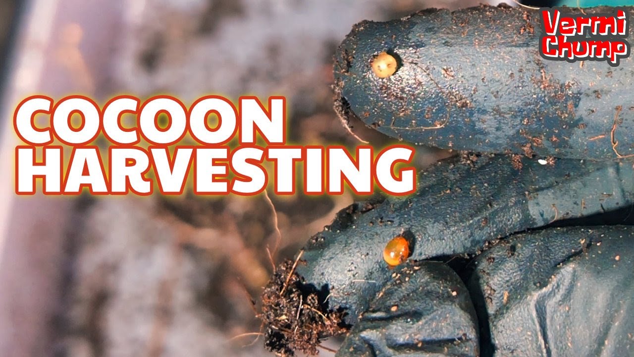 Breeder Bin Cocoon Harvesting - YouTube