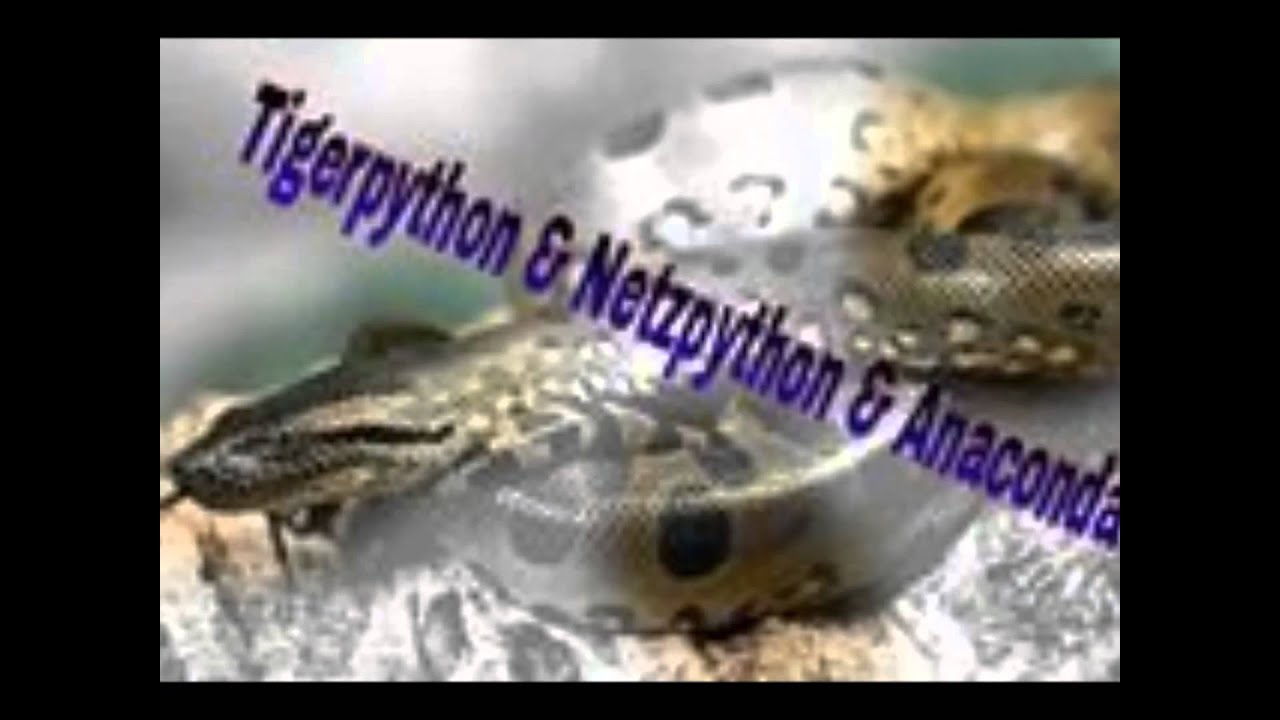 Tigerpython & Netzpython & Anaconda - YouTube