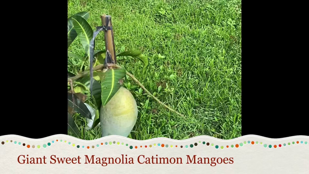 higanteng bunga ng Manga - YouTube