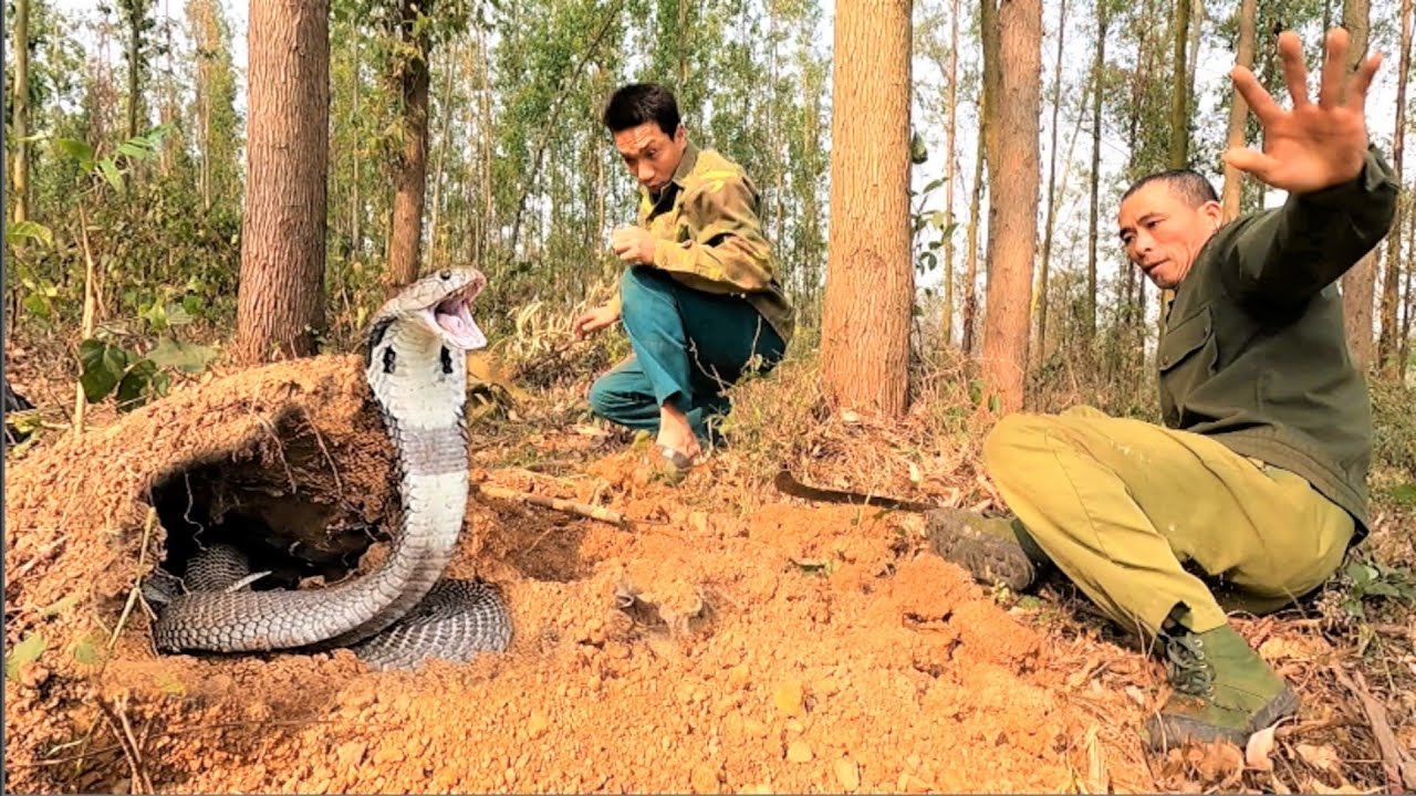 The terrifying moment of 2 hunters when confronting a group of ...