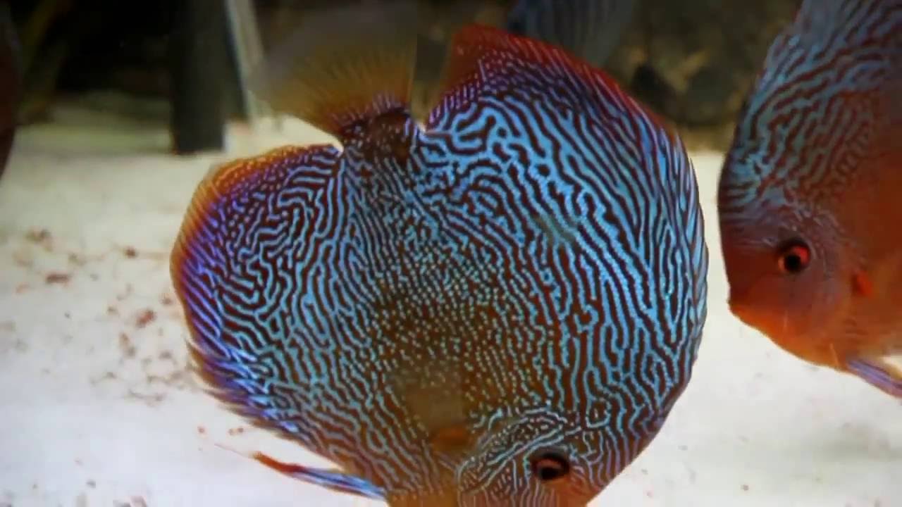 Дискус змеиная кожа (Discus Snake skin) - YouTube