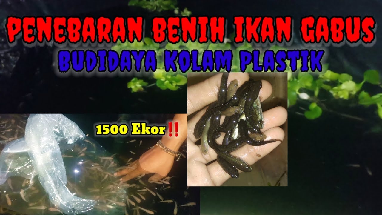 Penebaran Benih Ikan Gabus Pada Budidaya Kolam Pelastik‼️ - YouTube